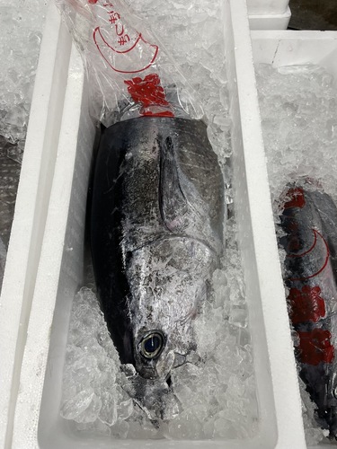 メジマグロ8k前後1入約8kg(定置)【業務用の鮮魚仕入れならウーオ】