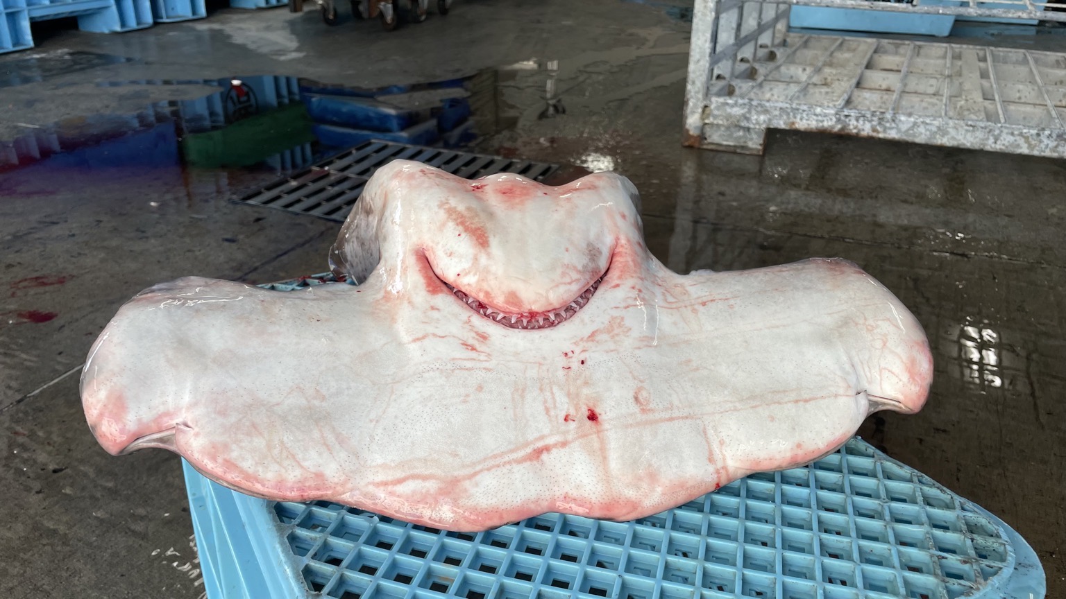 アカシュモクザメ頭1入約3kg(沿岸)【業務用の鮮魚仕入れならウーオ】