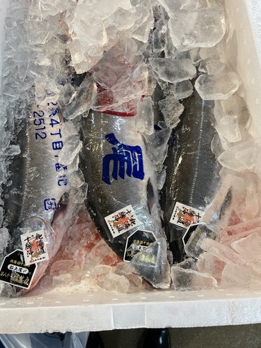 サクラマス(本マス)4入約5kg(定置)【業務用の鮮魚仕入れならウーオ】