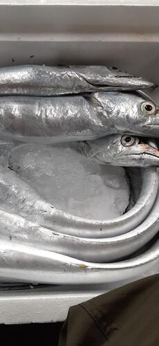 タチウオ5入約4.2kg(釣)【業務用の鮮魚仕入れならウーオ】