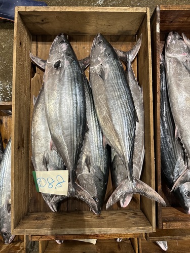 ハガツオ1〜2kg/匹約7kg(定置)【業務用の鮮魚仕入れならウーオ】