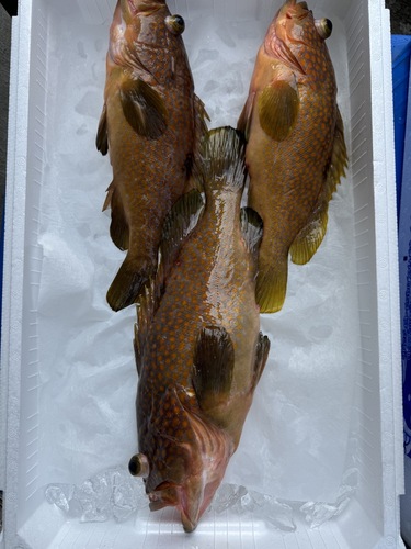 活〆キジハタ3入約2kg(釣) | UUUO(ウーオ)