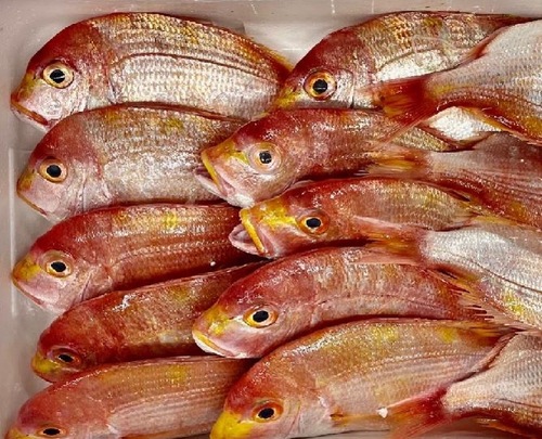 レンコダイ8〜14入約4kg(沿岸)【業務用の鮮魚仕入れならウーオ】