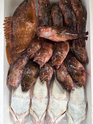 鮮魚BOX約5.1kg(沿岸)【業務用の鮮魚仕入れならウーオ】