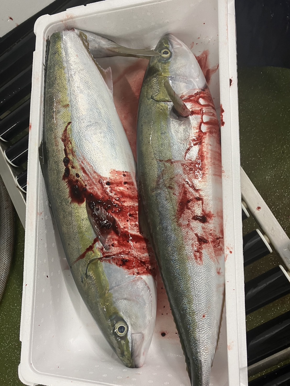 活〆ワラサ10/12k台2入約10kg(巻網) | UUUO(ウーオ)