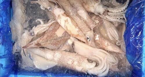 ヤリイカバラ40〜45入位約3kg(底曳) | UUUO(ウーオ)