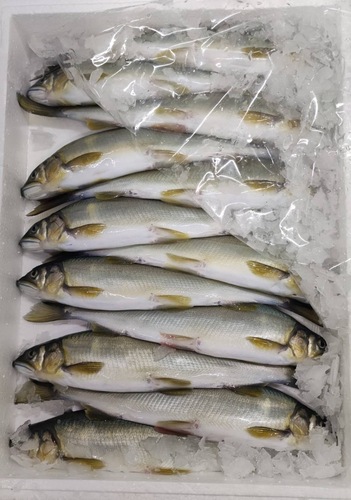 養殖アユ10/15入約1kg【業務用の鮮魚仕入れならウーオ】