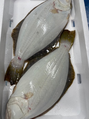 活〆ヒラメ4入約2.3kg(定置)【業務用の鮮魚仕入れならウーオ】