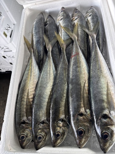 マアジ9-12入約5kg(定置)【業務用の鮮魚仕入れならウーオ】