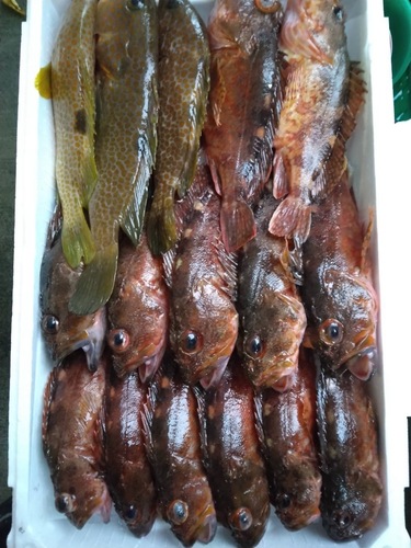 活〆鮮魚BOX16入約4.6kg(釣)【業務用の鮮魚仕入れならウーオ】