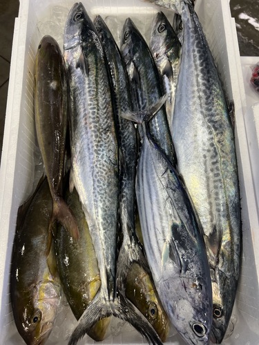 鮮魚BOX約7.1kg(定置) | UUUO(ウーオ)