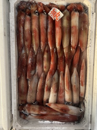 ケンサキイカ(釣) | UUUO(ウーオ)