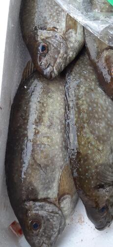 アイゴ(定置)【業務用の鮮魚仕入れならウーオ】