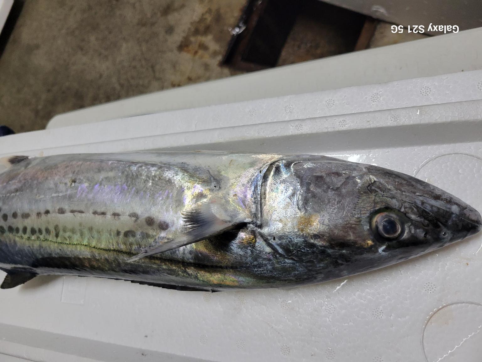 サワラ中1.4キロ1入約1.4kg【業務用の鮮魚仕入れならウーオ】