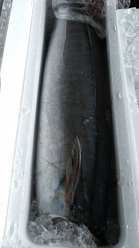 カマスサワラ1入約21.7kg(定置) | UUUO(ウーオ)