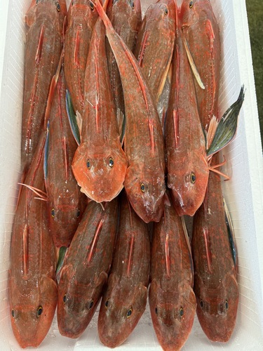 ホウボウ18入約5.5kg(底曳) | UUUO(ウーオ)