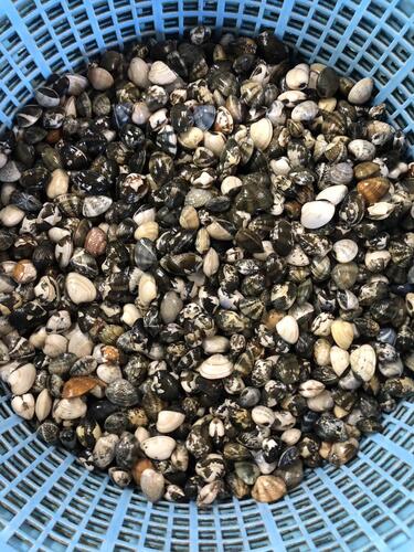 アサリ小サイズ約4kg(沿岸)【業務用の鮮魚仕入れならウーオ】