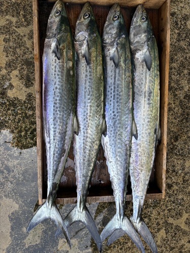 活〆サゴシ5〜6入6入約7.5kg(釣) | UUUO(ウーオ)