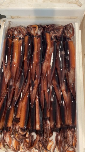 スルメイカ30入約4kg(釣)【業務用の鮮魚仕入れならウーオ】
