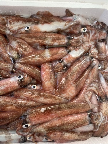 ヤリイカ5〜5，5㌔約5.3kg(底曳) | UUUO(ウーオ)