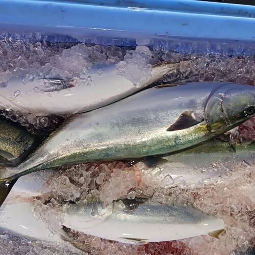 ブリ(天然)(定置) | UUUO(ウーオ)