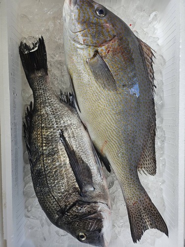 活〆鮮魚BOX2入約3.2kg(定置)【業務用の鮮魚仕入れならウーオ】