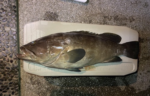 神経〆クエ1入約12.8kg(銛突)【業務用の鮮魚仕入れならウーオ】