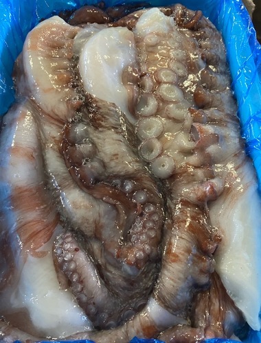 活〆タコ足1本1kg前後 / 8入約10kg(カゴ)【業務用の鮮魚仕入れならウーオ】