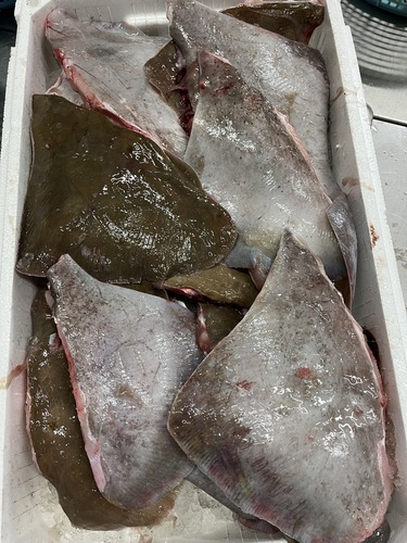 カスベ5-5.5k約5kg(底曳)【業務用の鮮魚仕入れならウーオ】