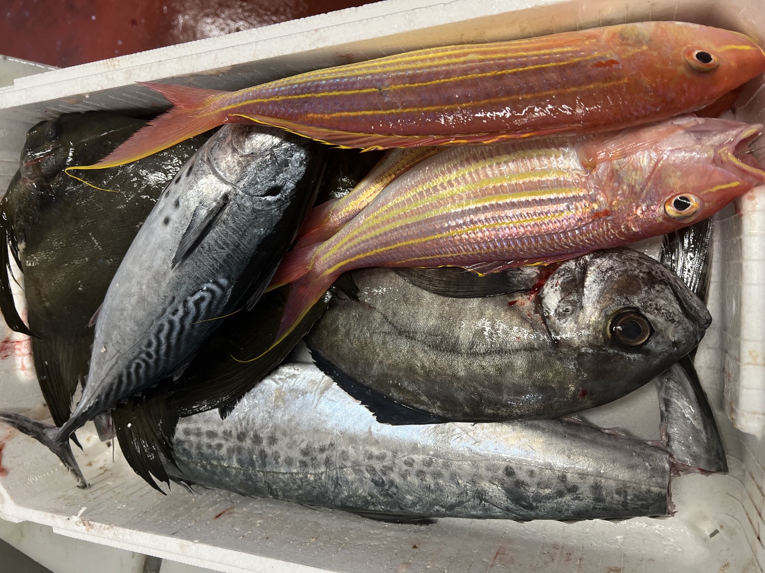 鮮魚BOX約6.7kg(定置)【業務用の鮮魚仕入れならウーオ】