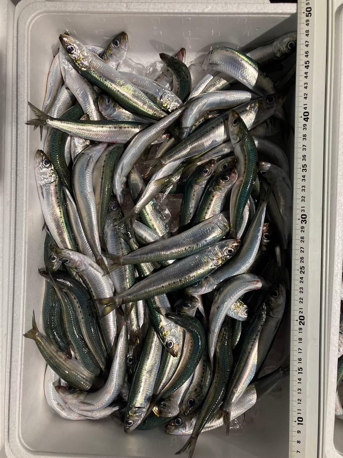 中羽イワシ約50g約3kg(定置)【業務用の鮮魚仕入れならウーオ】