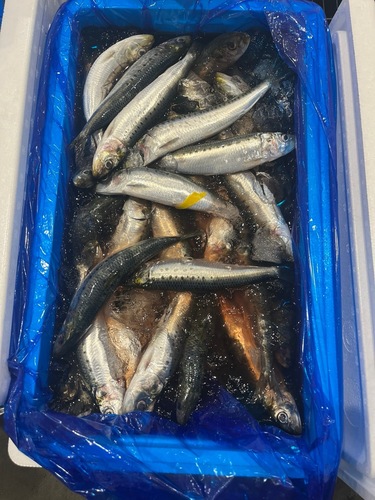 マイワシ55/60入約5kg(巻網) | UUUO(ウーオ)