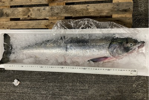 サケ3/4k（オス）1入約3kg(定置)【業務用の鮮魚仕入れならウーオ】