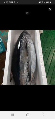 ビンチョウマグロ7.0kg前後1入約7kg(釣)【業務用の鮮魚仕入れならウーオ】