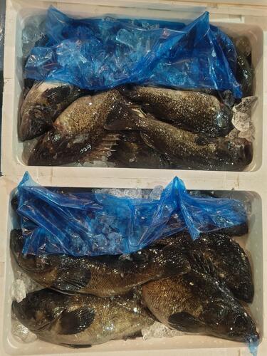 クロソイ約6〜15尾約9.5kg【業務用の鮮魚仕入れならウーオ】