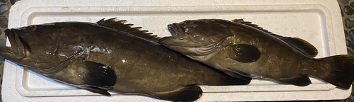 神経〆クエ2入約6.6kg(銛突) | UUUO(ウーオ)