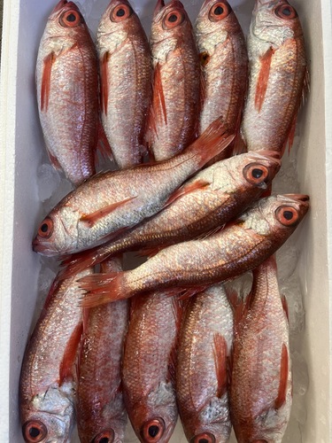 ノドグロ(アカムツ)13入約2.7kg(底曳) | UUUO(ウーオ)