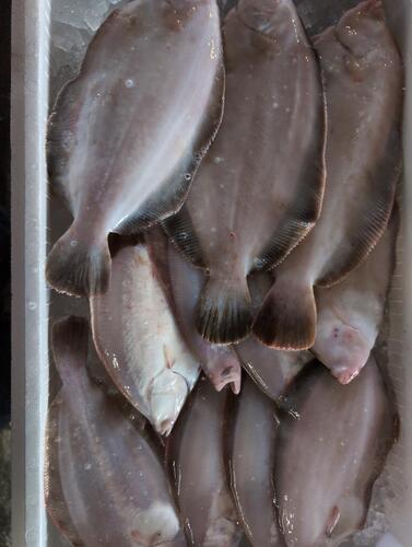 鮮魚BOX11入約2.7kg(底曳)【業務用の鮮魚仕入れならウーオ】