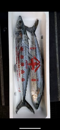 サワラ1入3-4k約3kg(巻網)【業務用の鮮魚仕入れならウーオ】