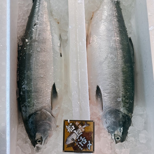 活〆サケ（時不知）1入約3.2kg(沿岸)【業務用の鮮魚仕入れならウーオ】