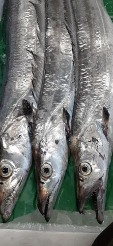 タチウオ3入約3.7kg(定置)【業務用の鮮魚仕入れならウーオ】