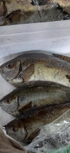 アイゴ(定置) | UUUO(ウーオ)