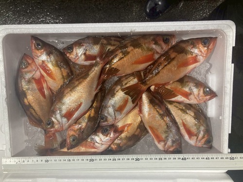 ウスメバル7入約3kg(底曳)【業務用の鮮魚仕入れならウーオ】