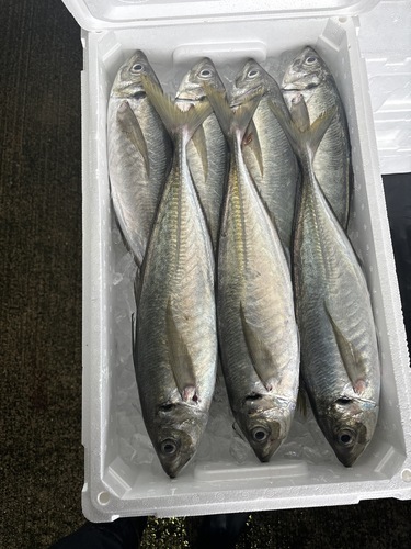マアジ5入約2kg(定置)【業務用の鮮魚仕入れならウーオ】