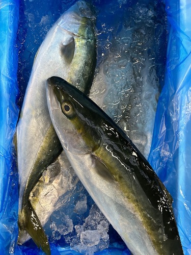 イナダ3入5k約5kg(定置) | UUUO(ウーオ)