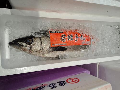 スズキ3/4k1入約3kg(沿岸)【業務用の鮮魚仕入れならウーオ】