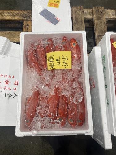 キンメダイ12入約5.4kg(釣) | UUUO(ウーオ)