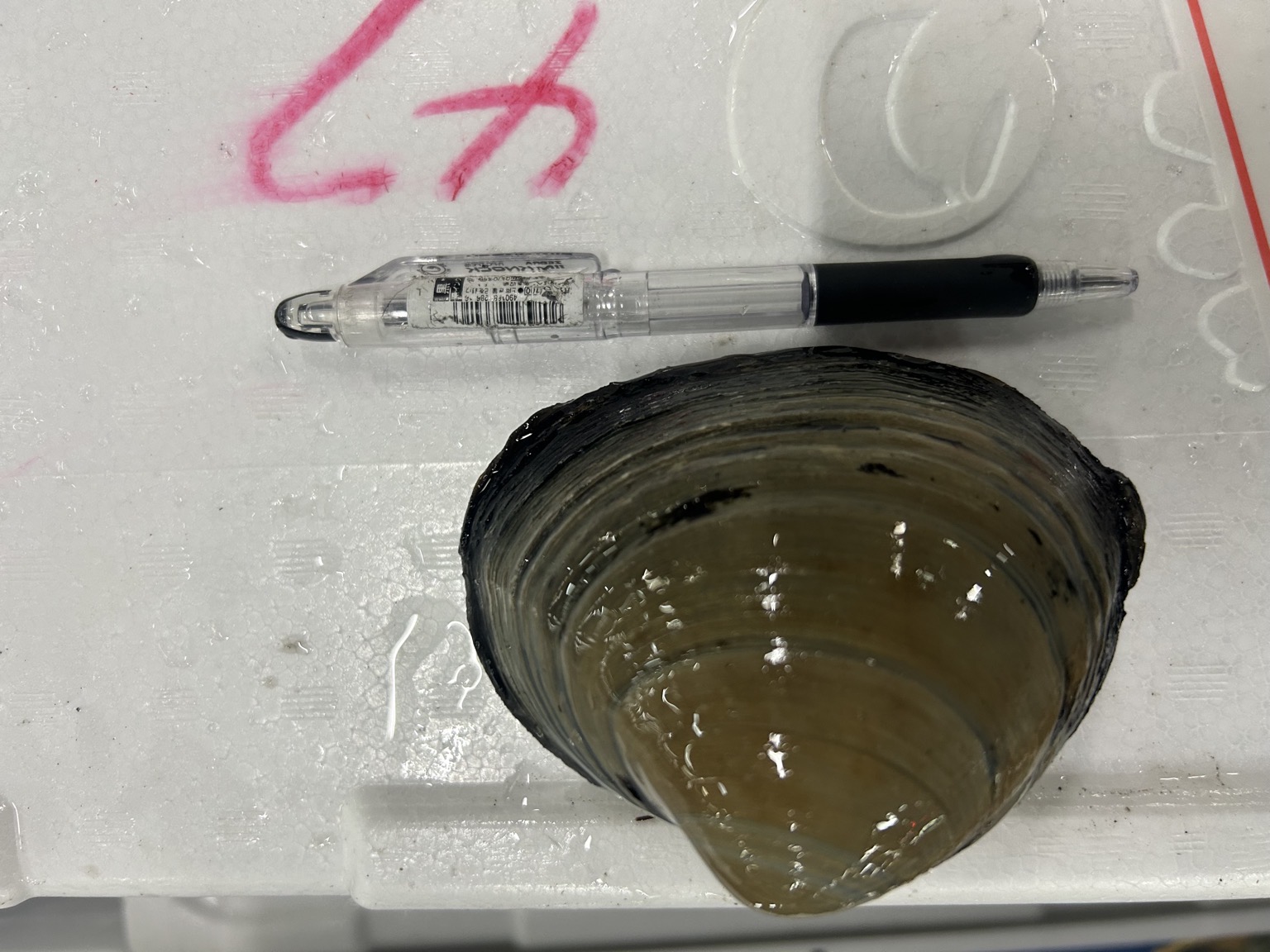 ホッキ貝Sサイズ約10kg【業務用の鮮魚仕入れならウーオ】