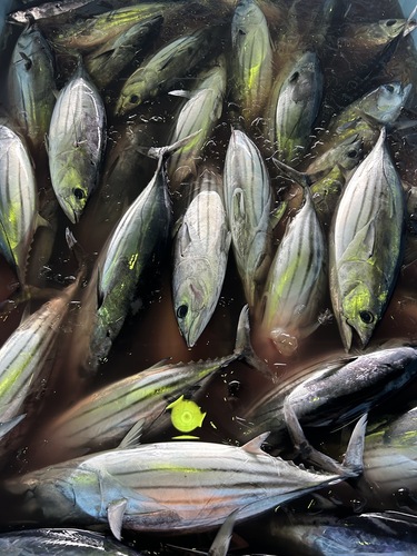 カツオ3入約10.8kg(釣) | UUUO(ウーオ)