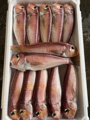 アマダイ12入約3.8kg(釣) | UUUO(ウーオ)